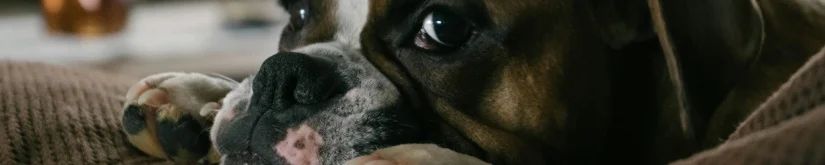 Muzzles for dogs - Comfortable & high-quality models from Chopo